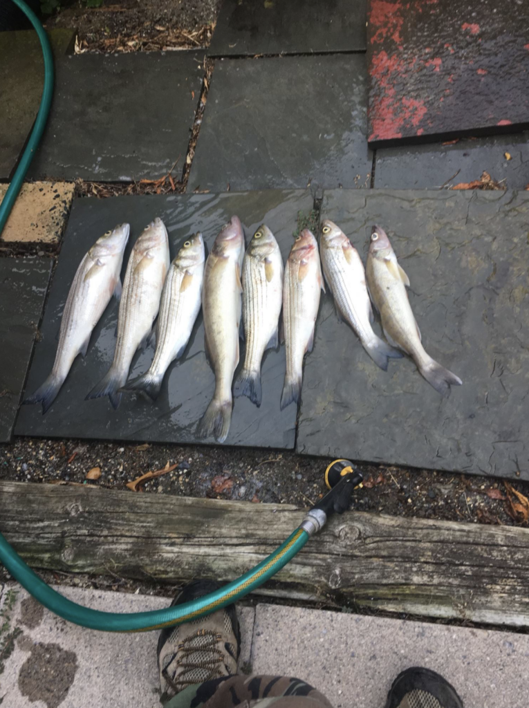 Rockfish local fishing report - Street Sense Media